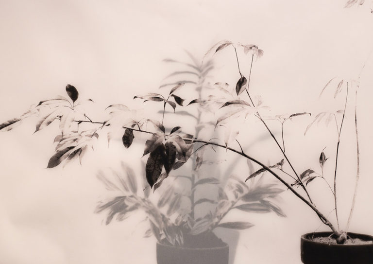 Issay Rodriguez Uses Plants to Preserve Memories