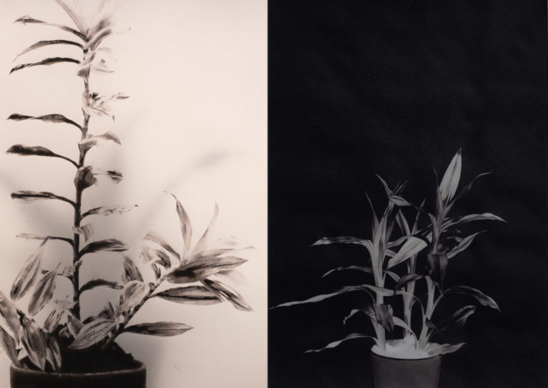 Beautiful Recollections: Issay Rodriguez Elegantly Presents How Plants ...