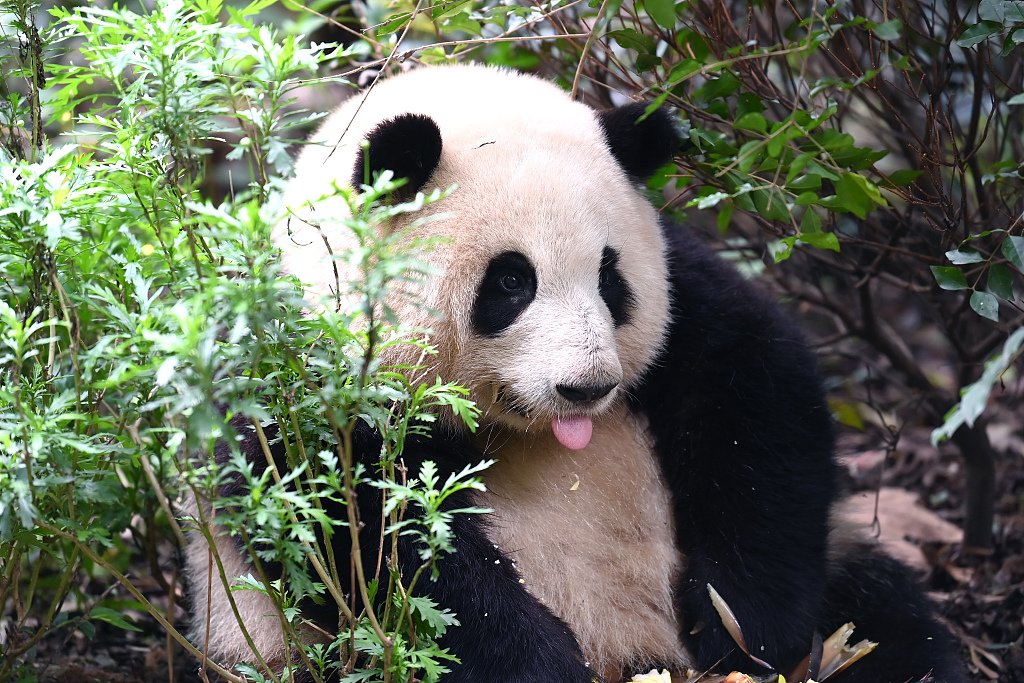 How One Panda Became a Global Soft Power Icon